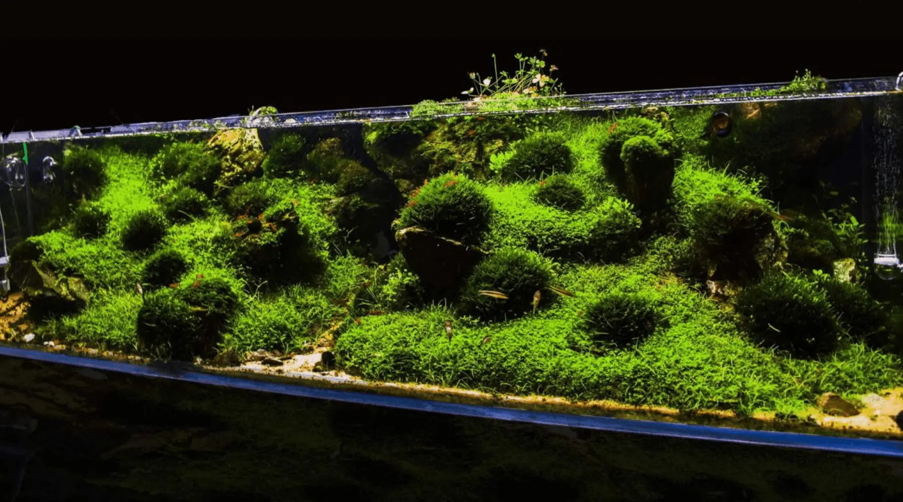 java moss tree aquascape