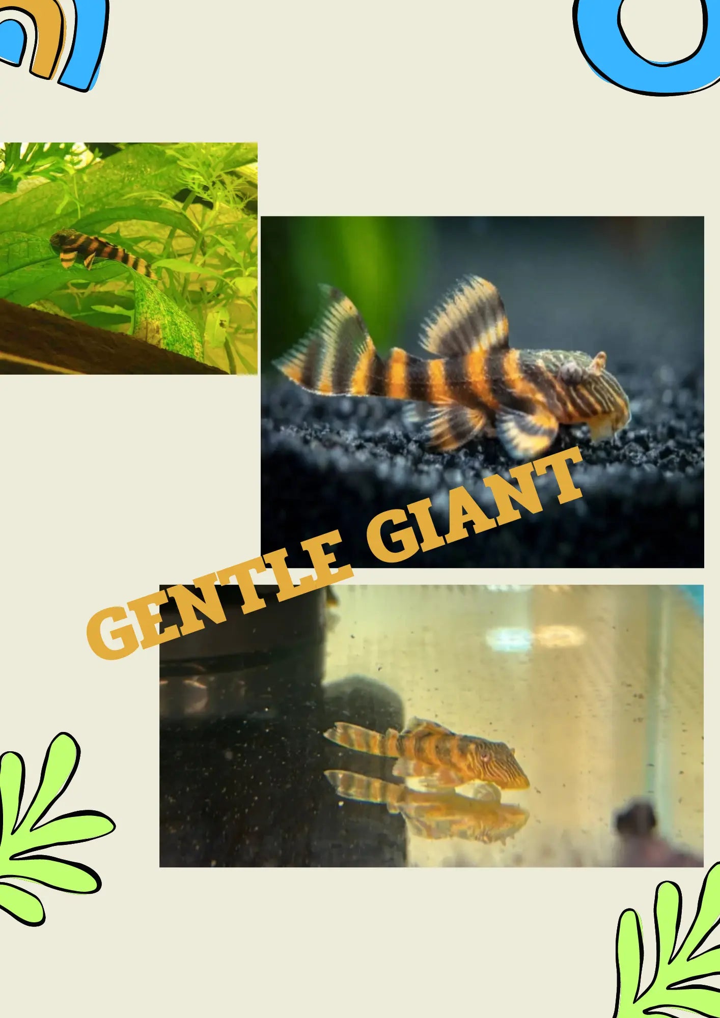 The Aquarium's Gentle Giant – Micro Aquatic Shop