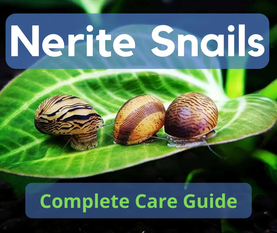 Nerite Snail Algae Eater Complete Care Guide - Micro Aquatic Shop