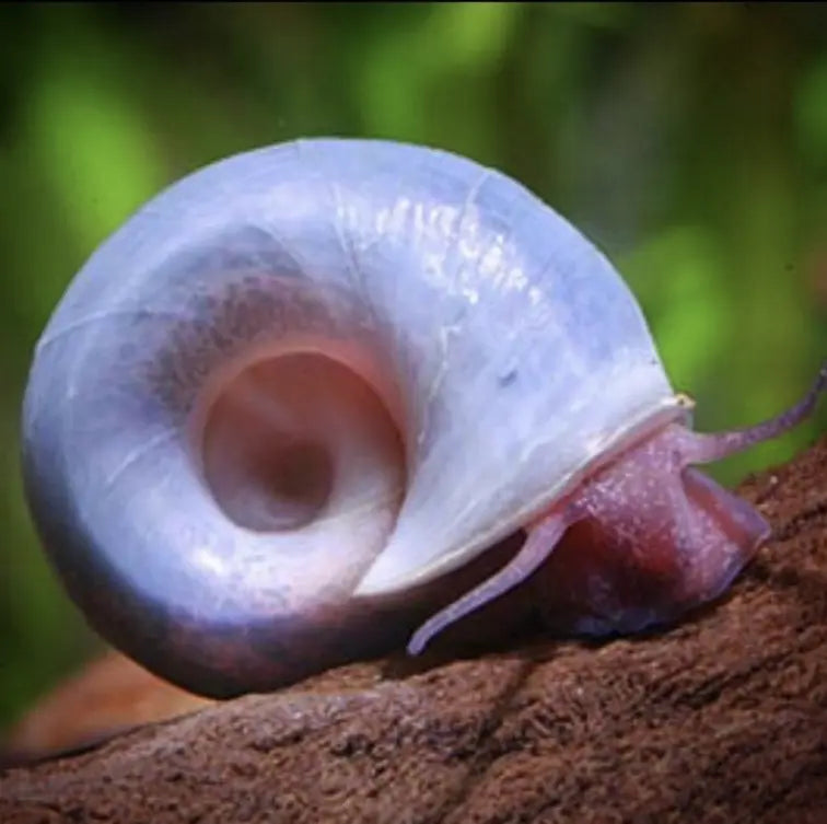 Discover the Benefits of Freshwater Aquarium Snails To Protect Your ...