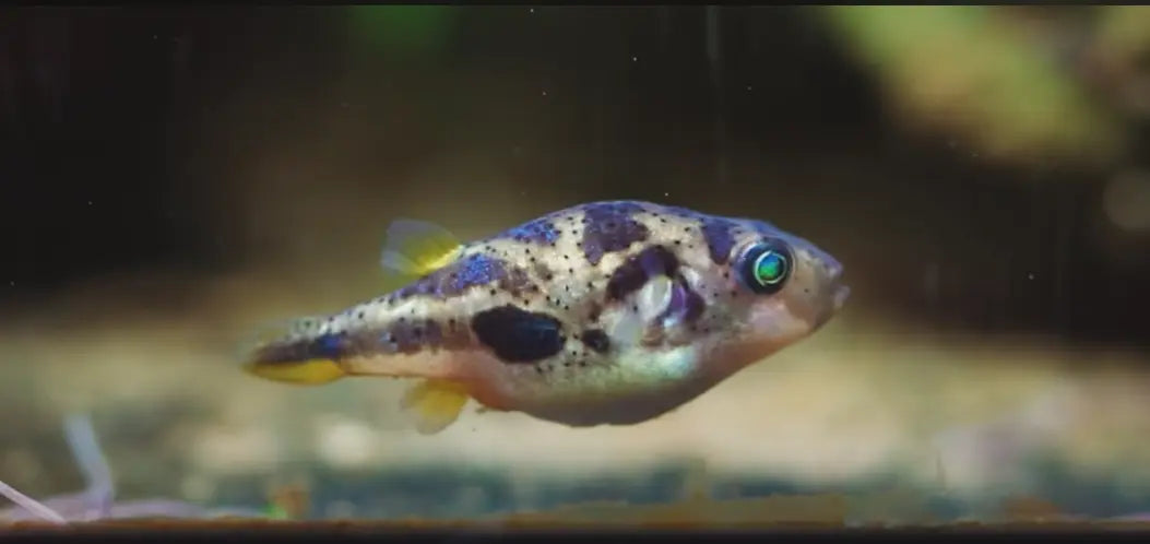 Dwarf Puffer Fish For Sale And To Buy Them At The Best Aquarium Shop ...
