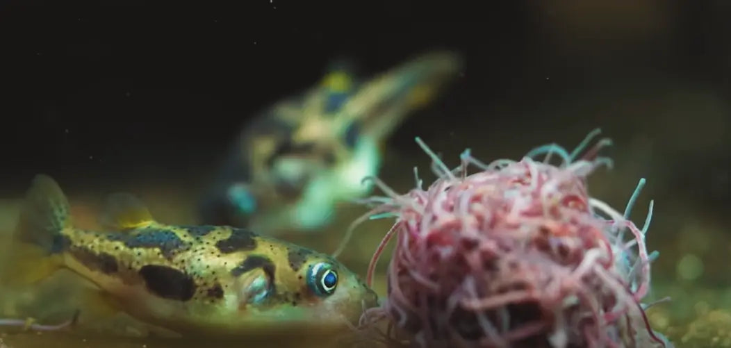 The Life Cycle of a Mini Puffer Fish. - Micro Aquatic Shop