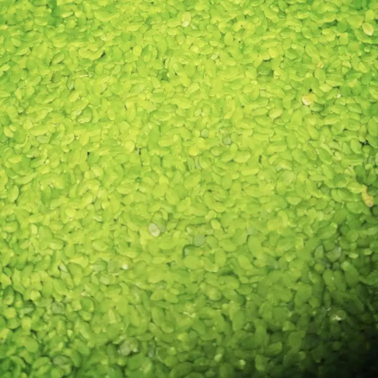How to Grow and Care for Duckweed in Your Aquarium Tank. - Micro ...