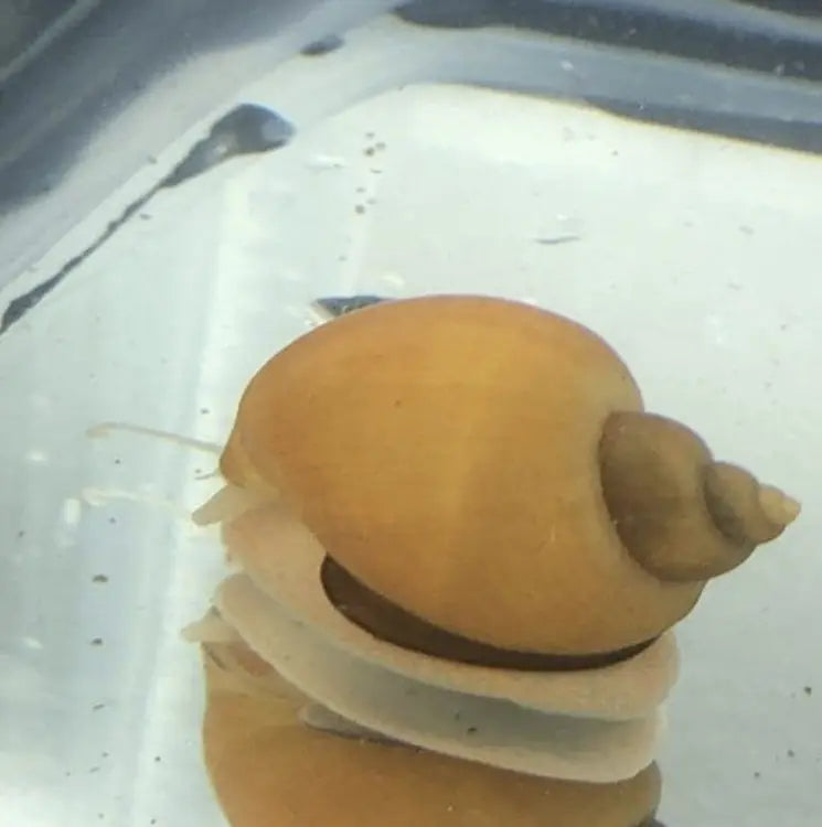 Discover the Captivating World of Gold Mystery Snails – Micro Aquatic Shop
