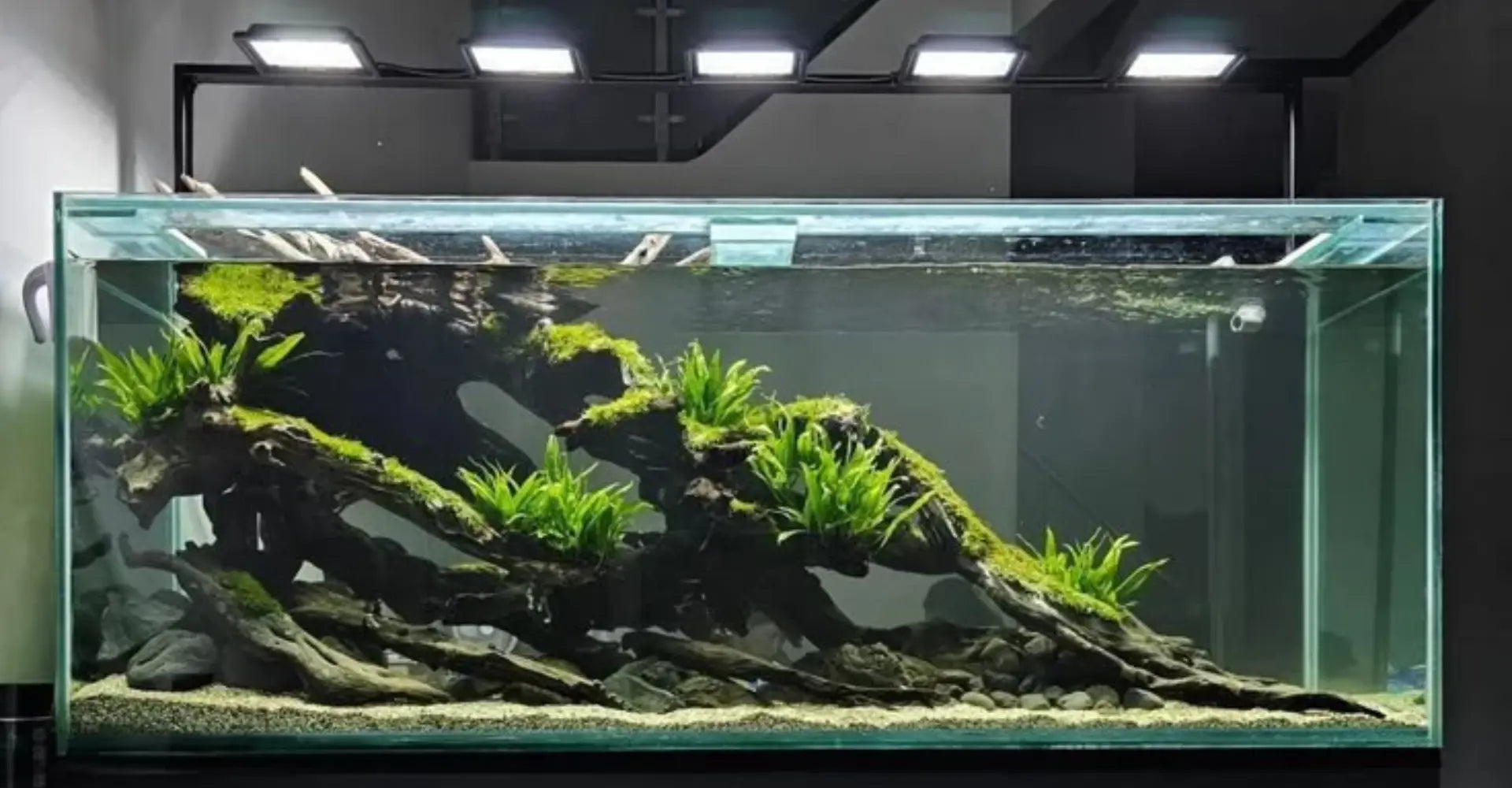 Protect Your Fish Tank This Winter – Aquascape Advice from Micro ...
