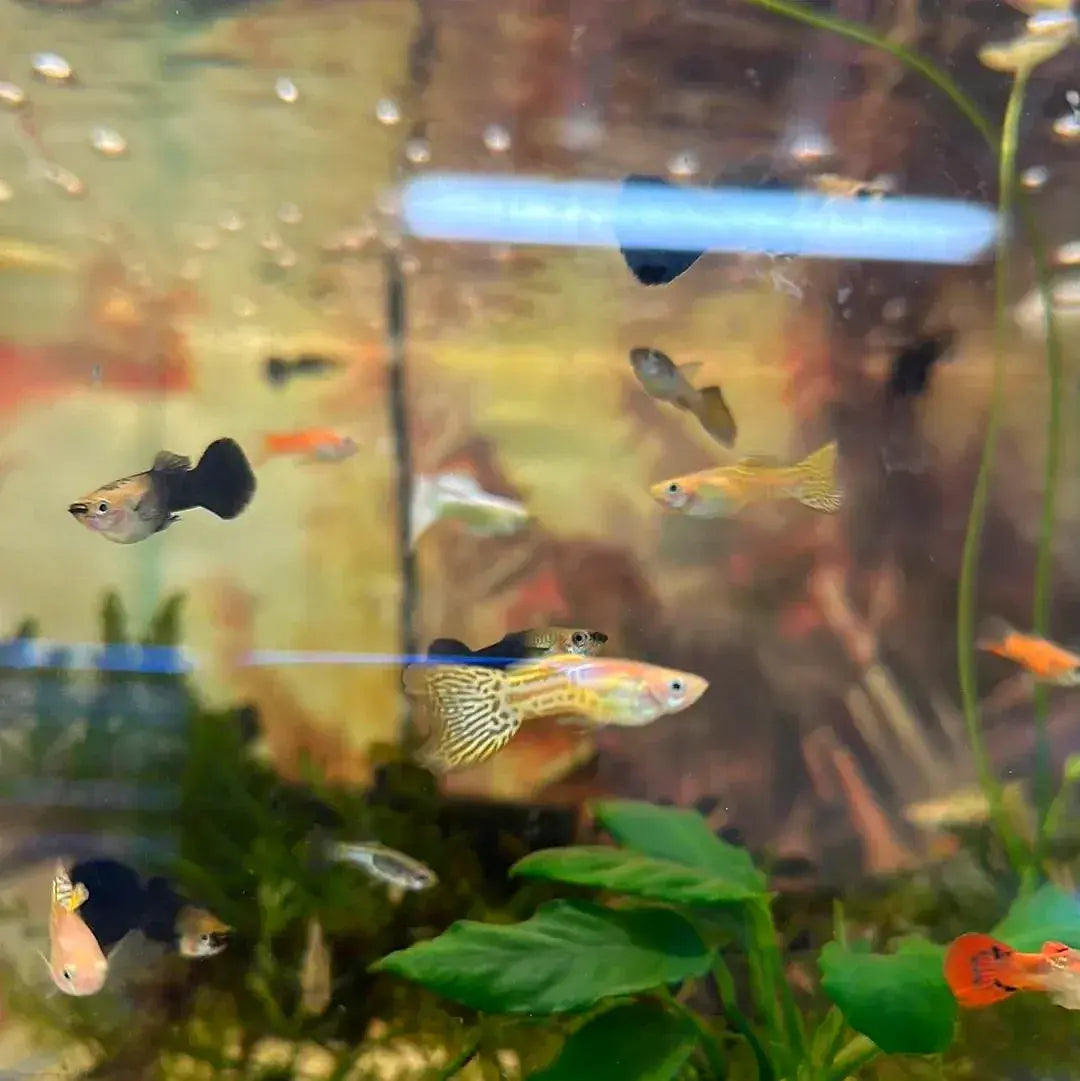 Based on a true story - I tamed wild guppies right in my guppy's ...