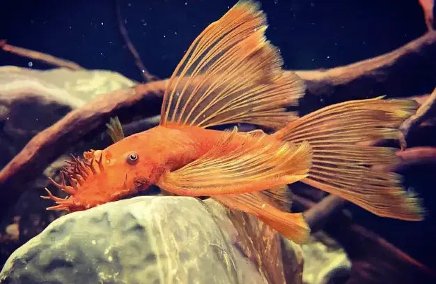 Have you seen the magnificence of "Red Dragon"? – Micro Aquatic Shop