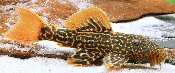 Necessary to have "Dragon Prince" PLECO Fish in your aquarium? – Micro ...