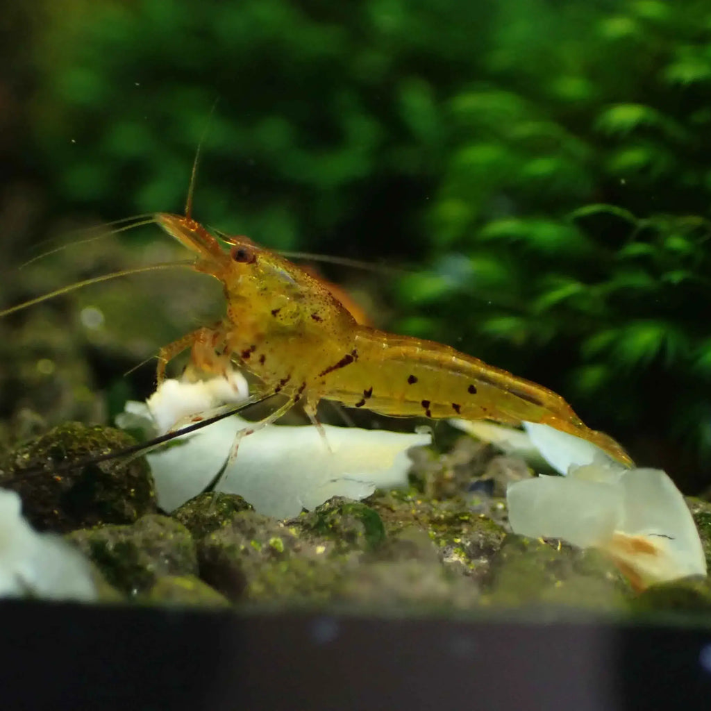 Tangerine Tiger Shrimp – Detailed Guide: Care, Diet, and Breeding and ...