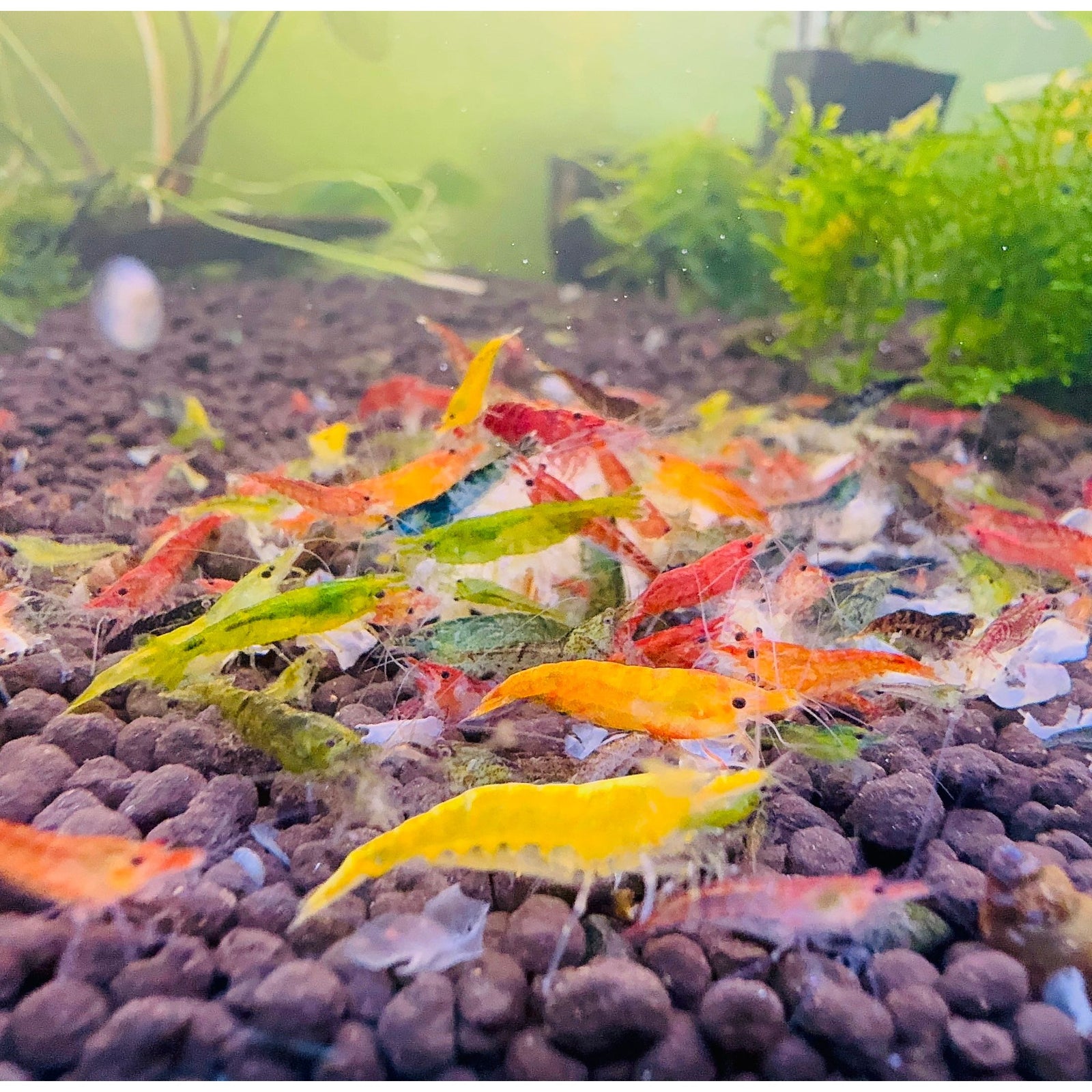 Aquarium Supplies Online Australia | Micro Aquatic Shop