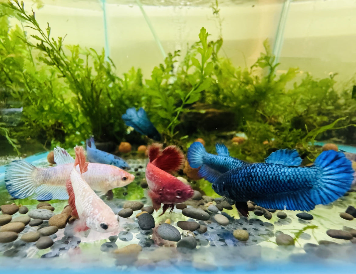 Betta Fish for Sale in Australia – Vibrant Selection | Micro Aquatic Shop