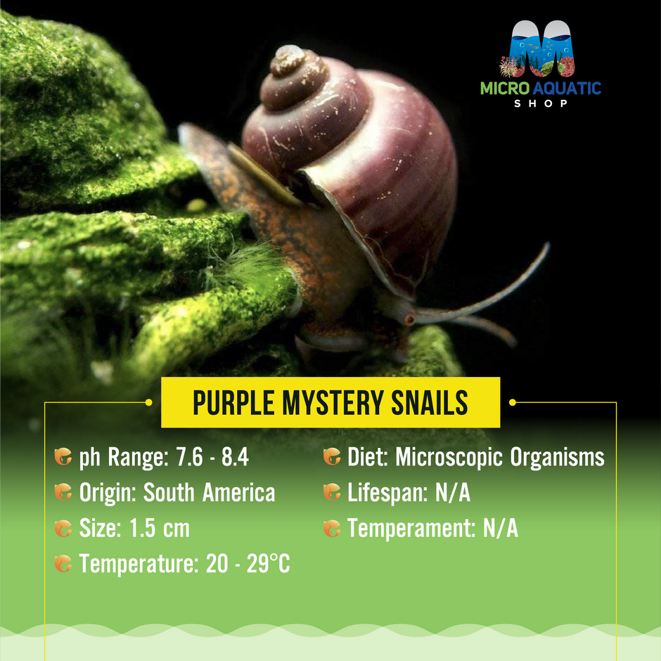 Types Of Aquarium Moss For Aquascaping - Different Aquatic Mosses ...