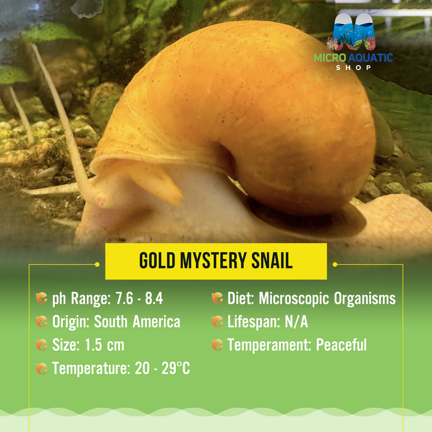 4 x Assorted Mystery Snail – Micro Aquatic Shop