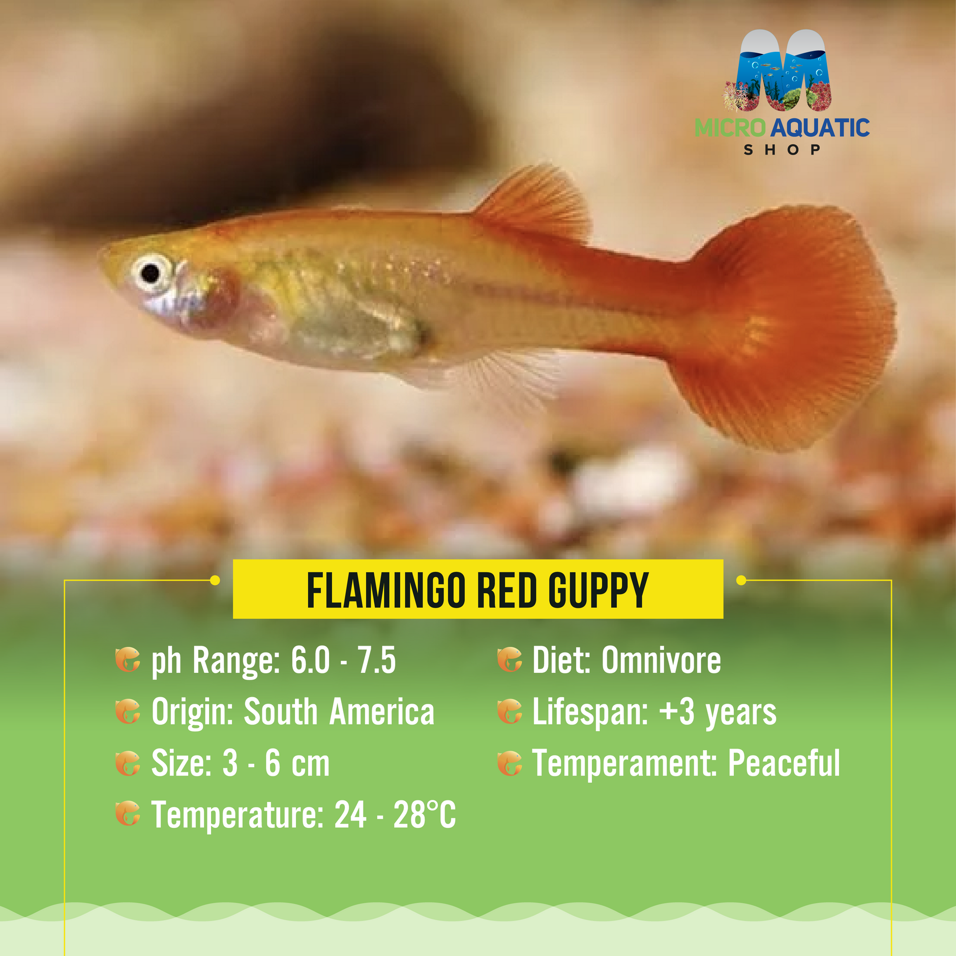 Buy Fancy & Rare Guppies | Guppy Aquarium Fish for Sale Online – Micro ...