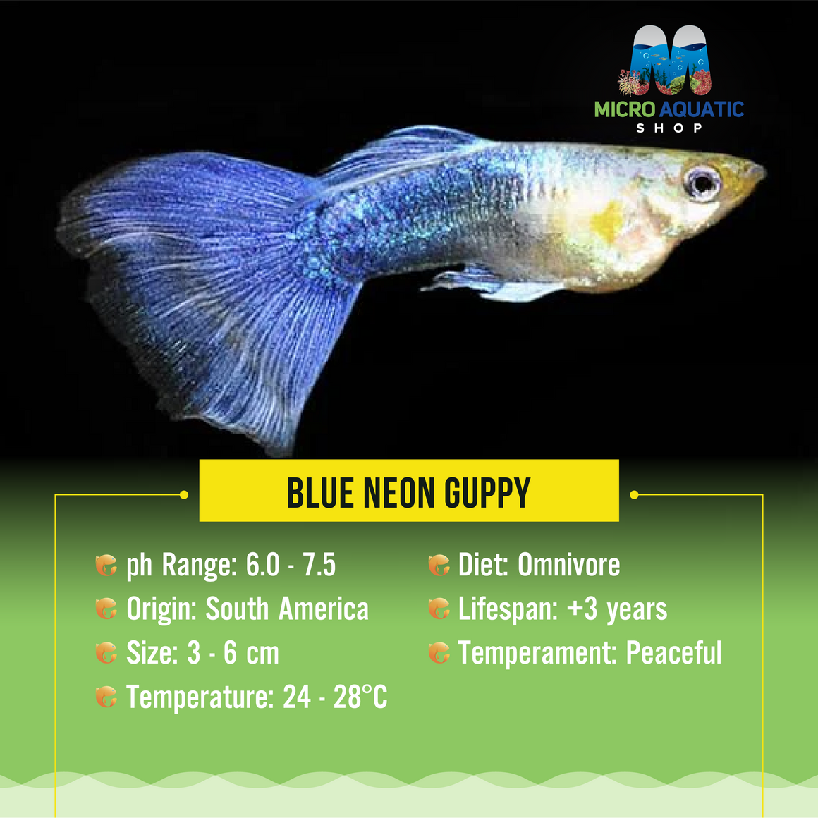Guppies Collection - Varied and Colorful Guppies - Micro Aquatic Shop