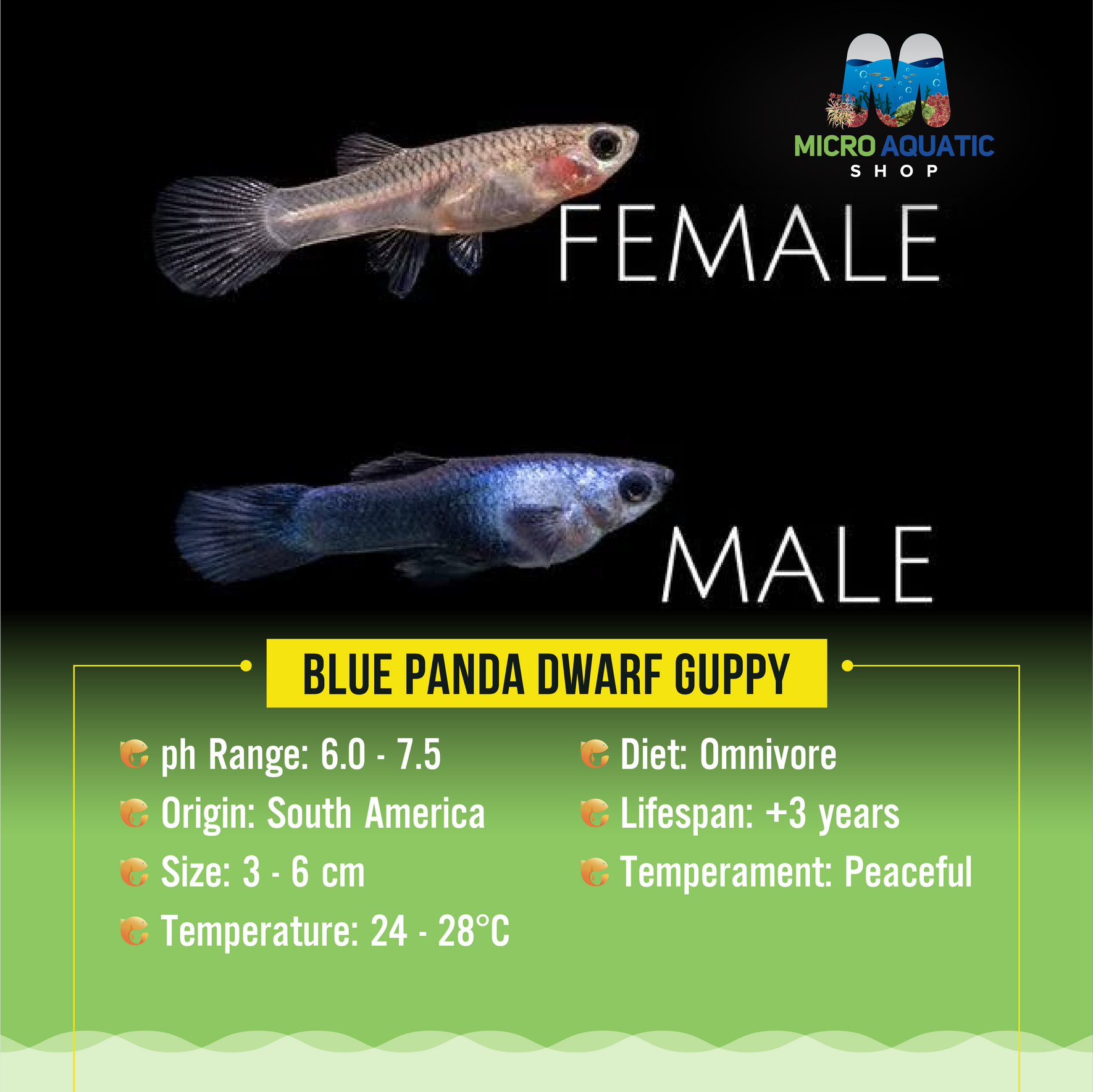 Buy Fancy & Rare Guppies | Guppy Aquarium Fish for Sale Online – Micro ...