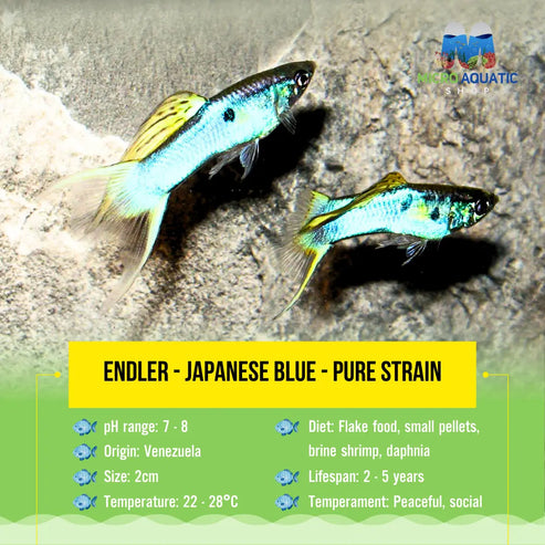 Endler - Japanese Blue - Pure Strain - Micro Aquatic Shop