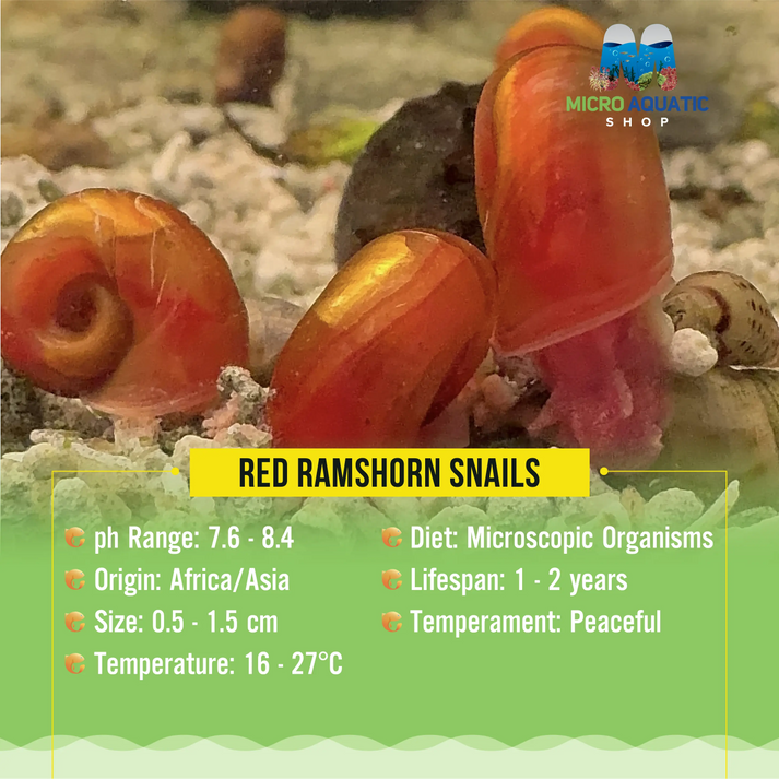 Red Ramshorn Snails for Aquarium, Clean Algae, Effective Algae Eaters ...