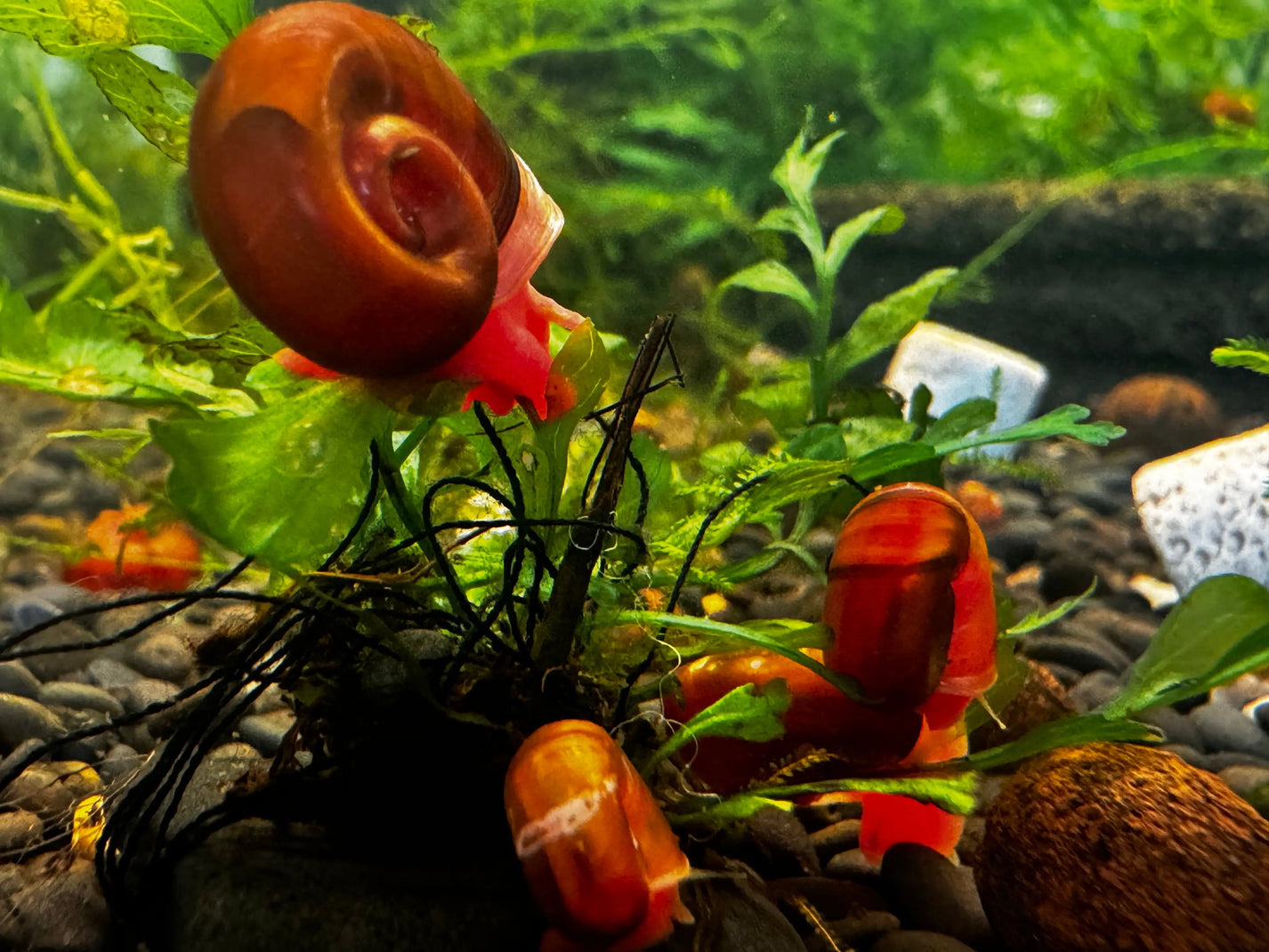 Red Ramshorn Snails for Aquarium, Clean Algae, Effective Algae Eaters ...