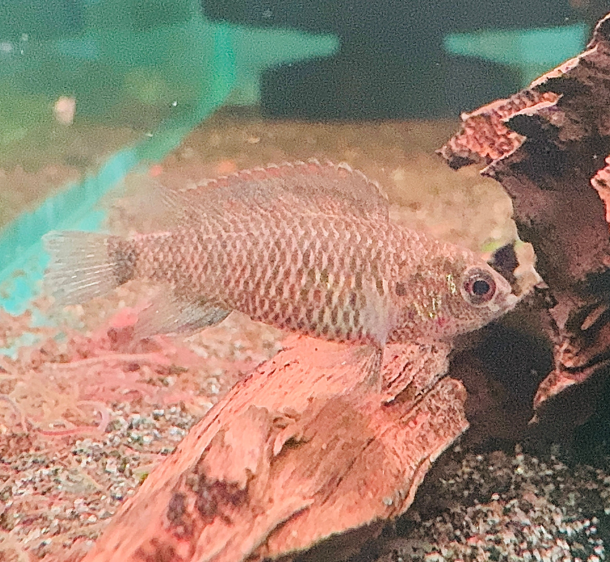 Exotic Nano Fish - Blue Badis (pair) – Micro Aquatic Shop