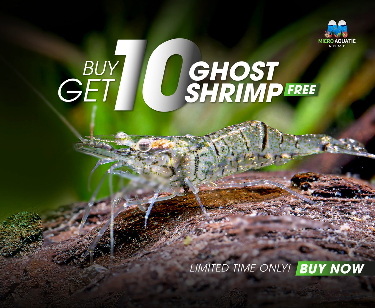 Aquarium Supplies Online Australia | Micro Aquatic Shop