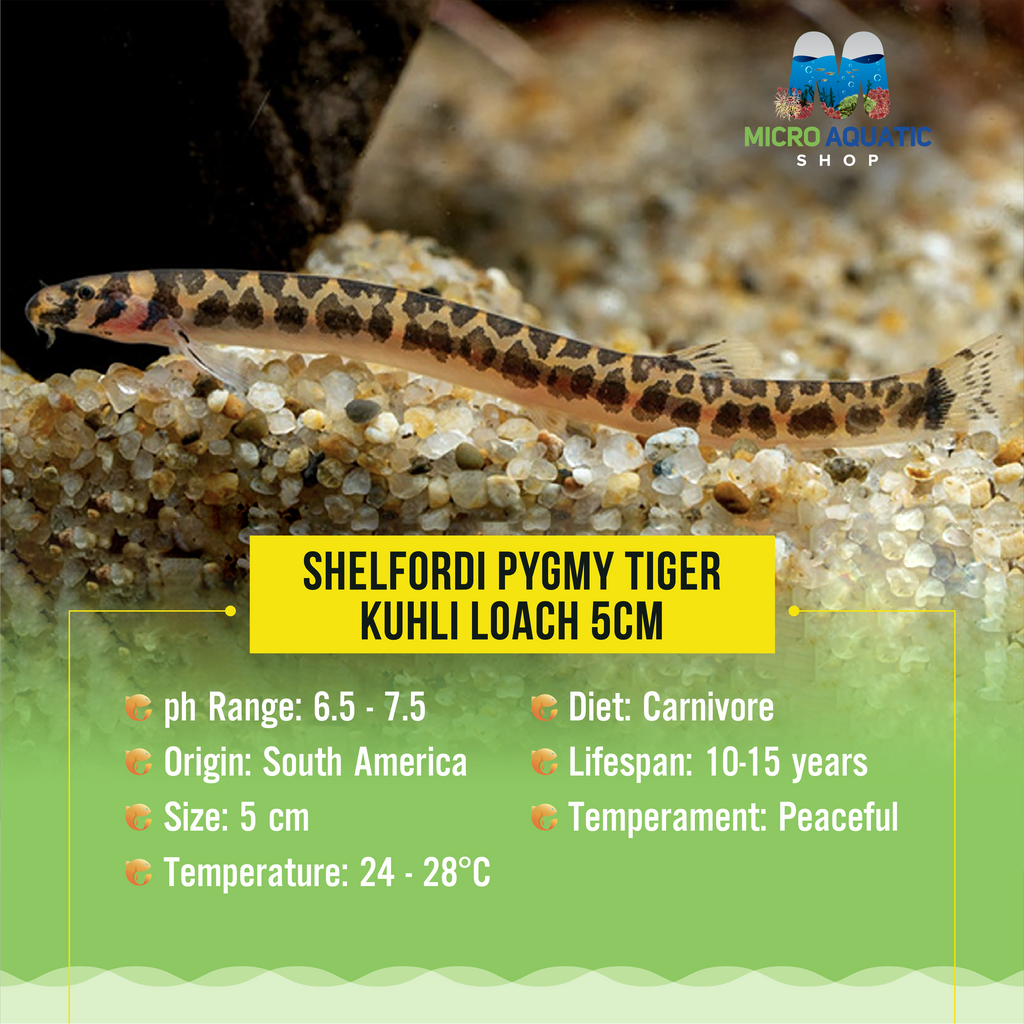 Kuhli Loach Pygmy Tiger (Pangio shelfordii) - Unique Freshwater Fish ...