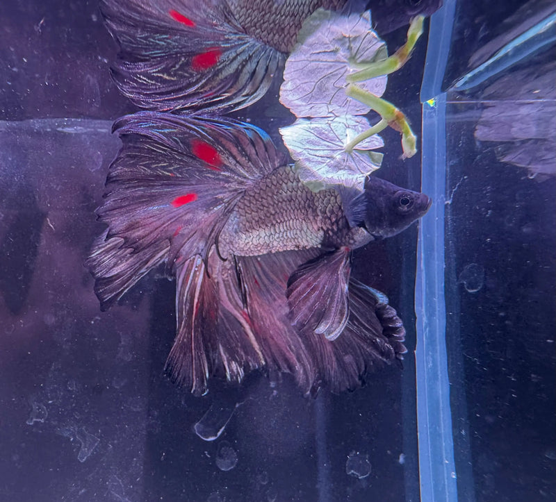 Stunning Fancy Betta Fish Collection – Shop Online & In-Store Australia ...