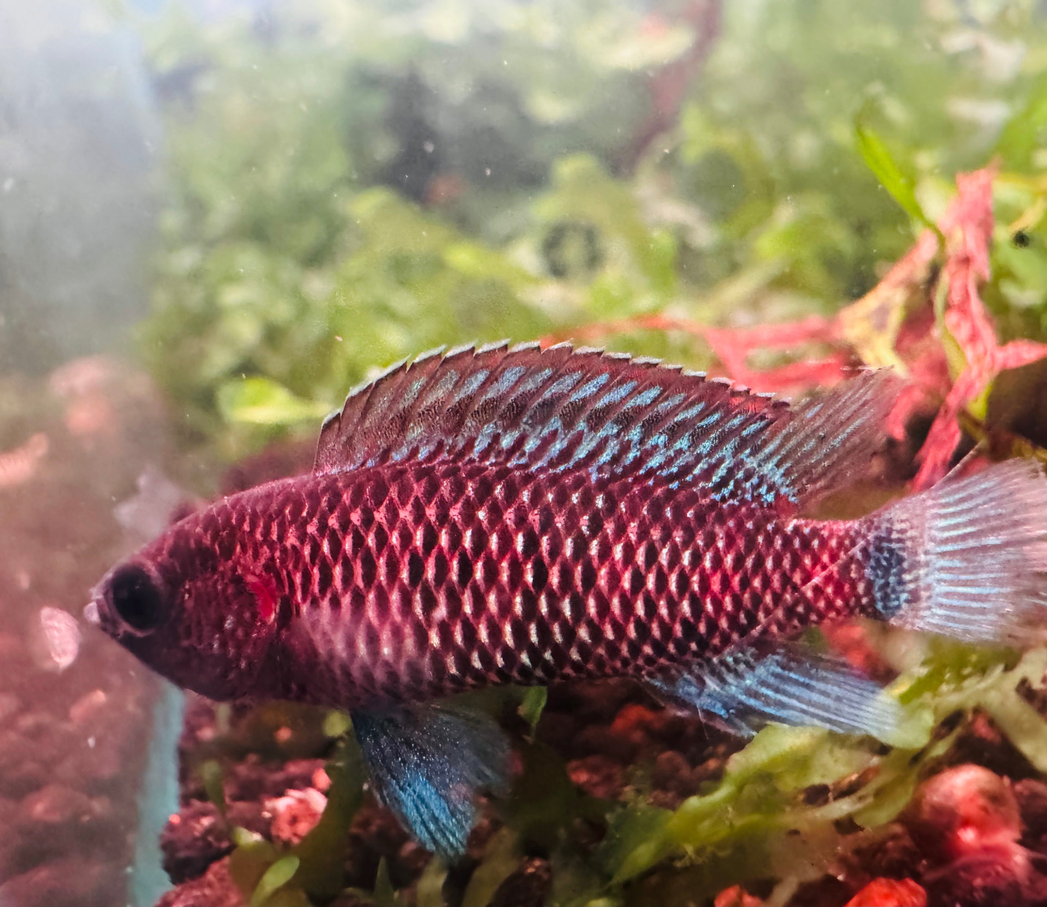 Exotic Nano Fish - Blue Badis (pair) – Micro Aquatic Shop