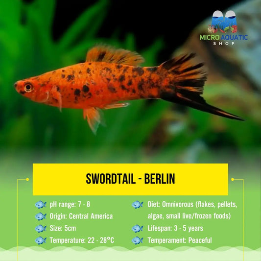 Mollies, Platies & Swordtails - Shop Online & In-Store Australia ...