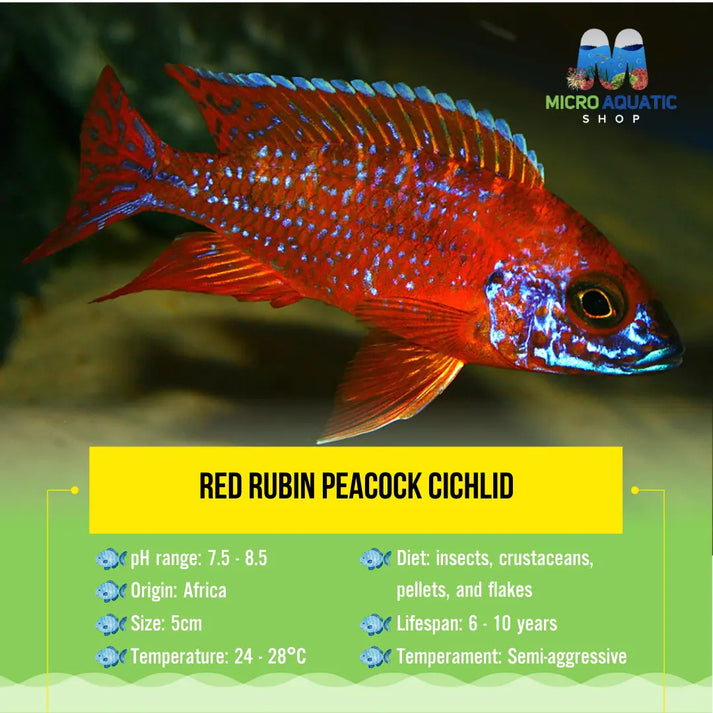 Peacock Cichlid (Red Ruby) - Vibrant Freshwater Fish for Aquariums ...