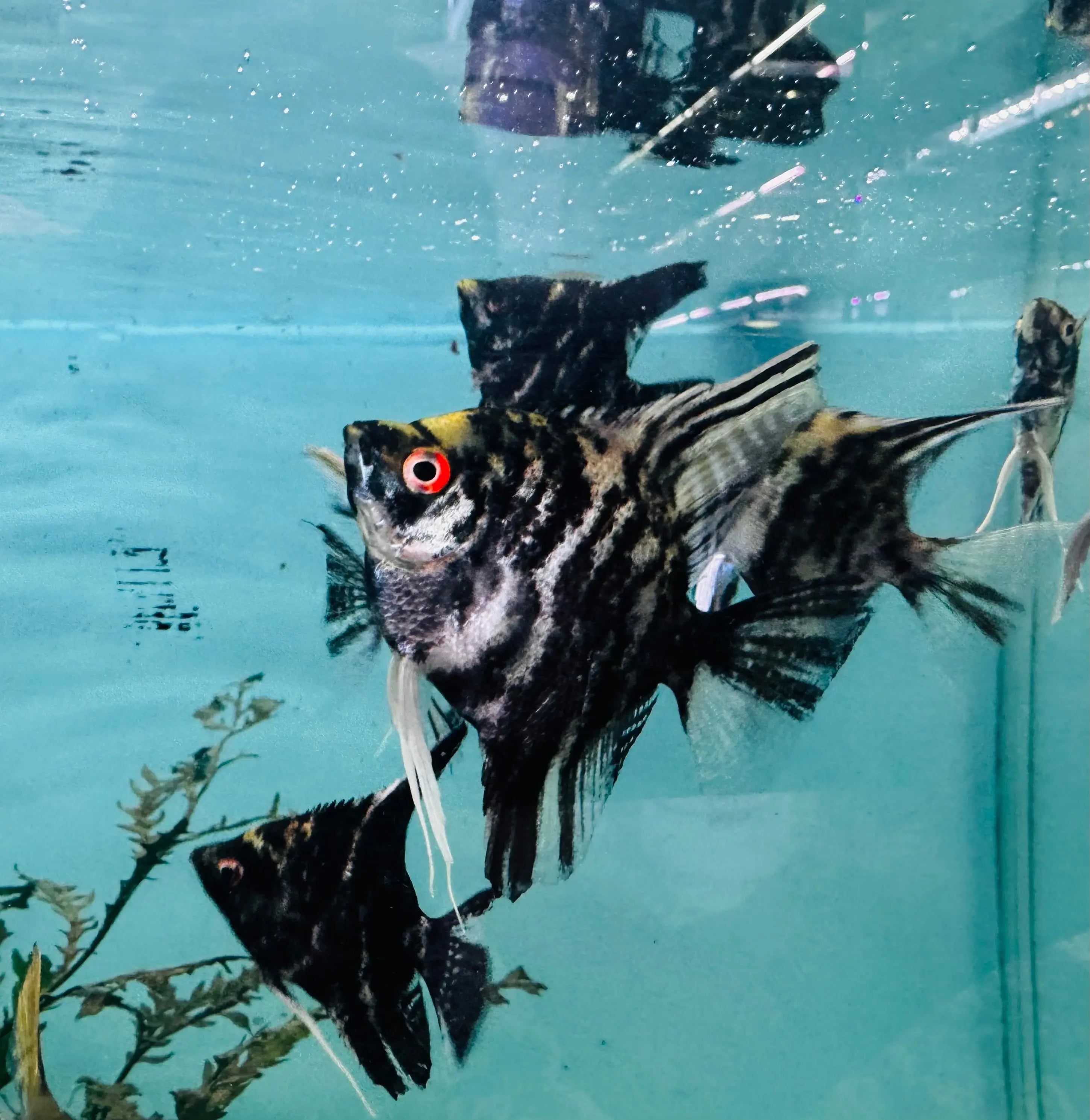 Angel Fish - Red Eyes Tricolor 6cm Show - Micro Aquatic Shop