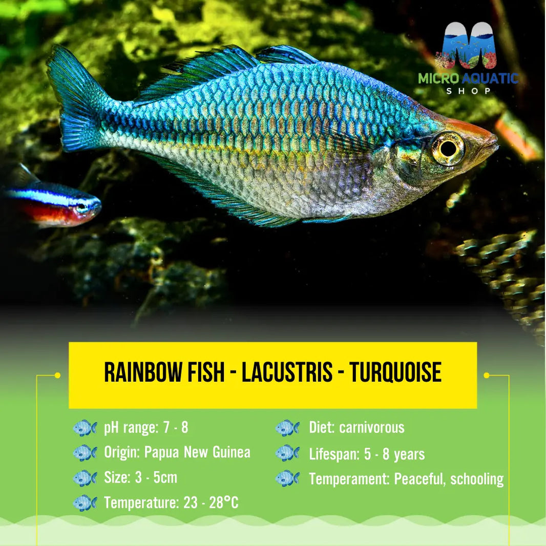 Australian Native Freshwater Fish Species For Aquarium | Micro Aquatic Shop