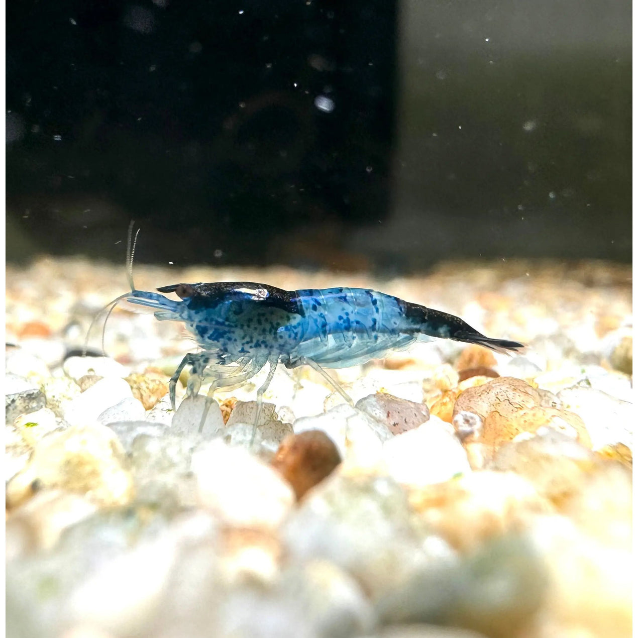 Products – Micro Aquatic Shop
