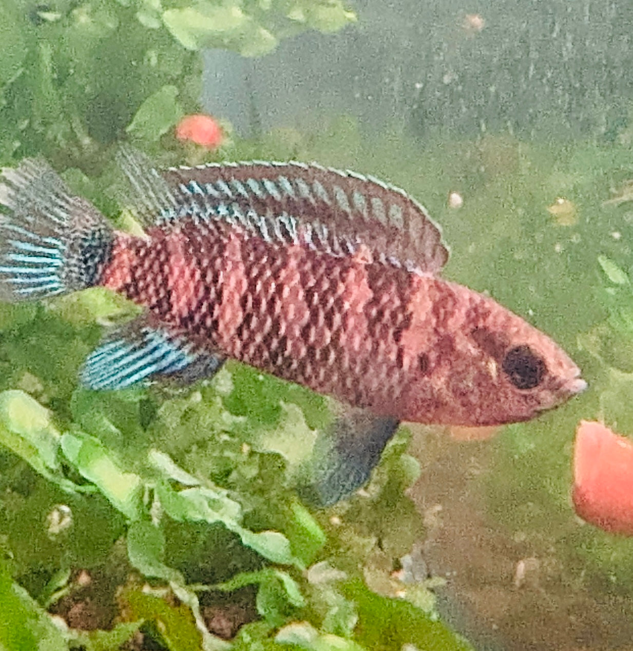 Exotic Nano Fish - Blue Badis (pair) – Micro Aquatic Shop