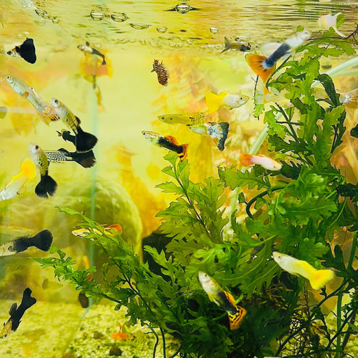 Mini Desktop Aquarium Setup, Ideas and Step by Step Guide – Micro ...