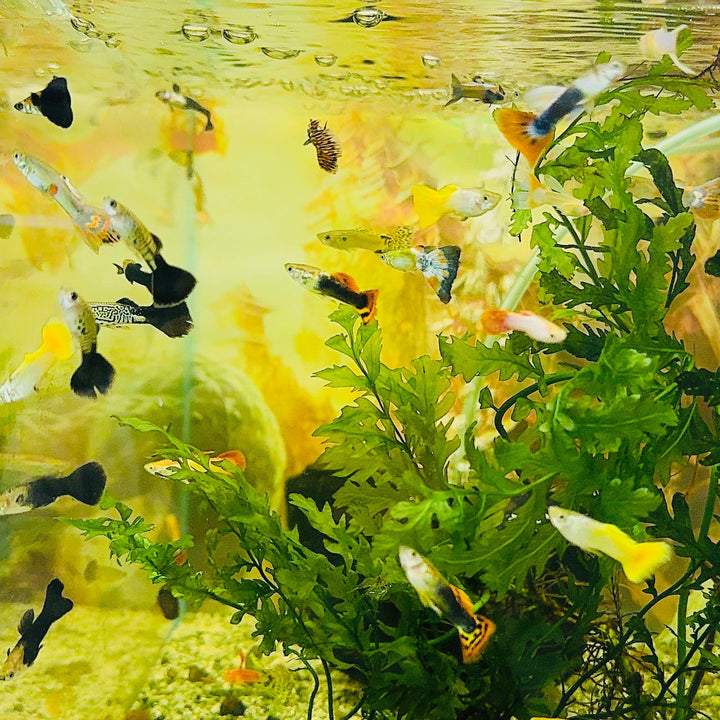 Mini Desktop Aquarium Setup, Ideas and Step by Step Guide – Micro ...