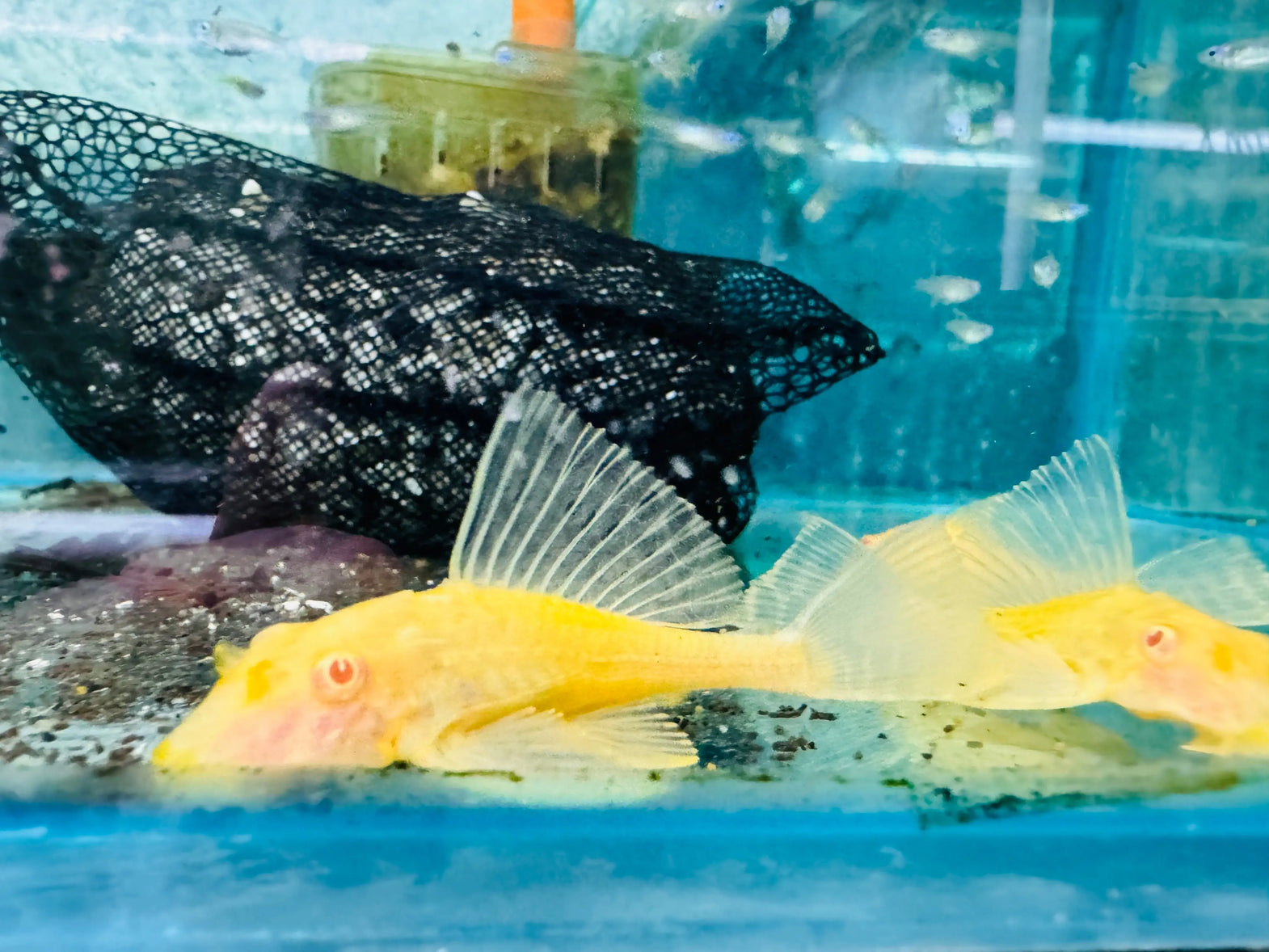 Bristlenose Plecos Catfish - Shop Online & In-Store Australia | Micro ...