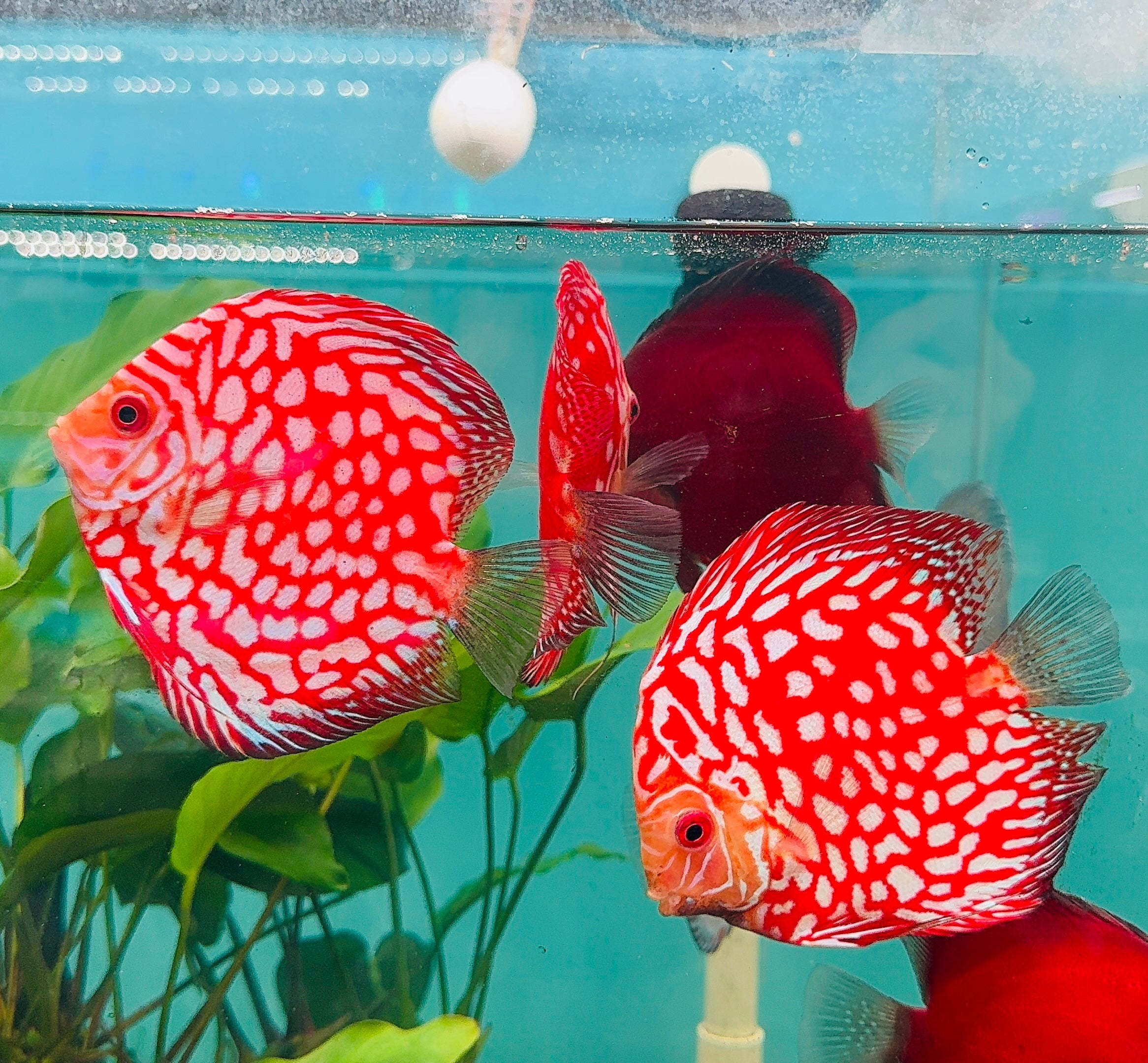 Flash Sale Discus - Random Color 5-7cm Nice – Micro Aquatic Shop
