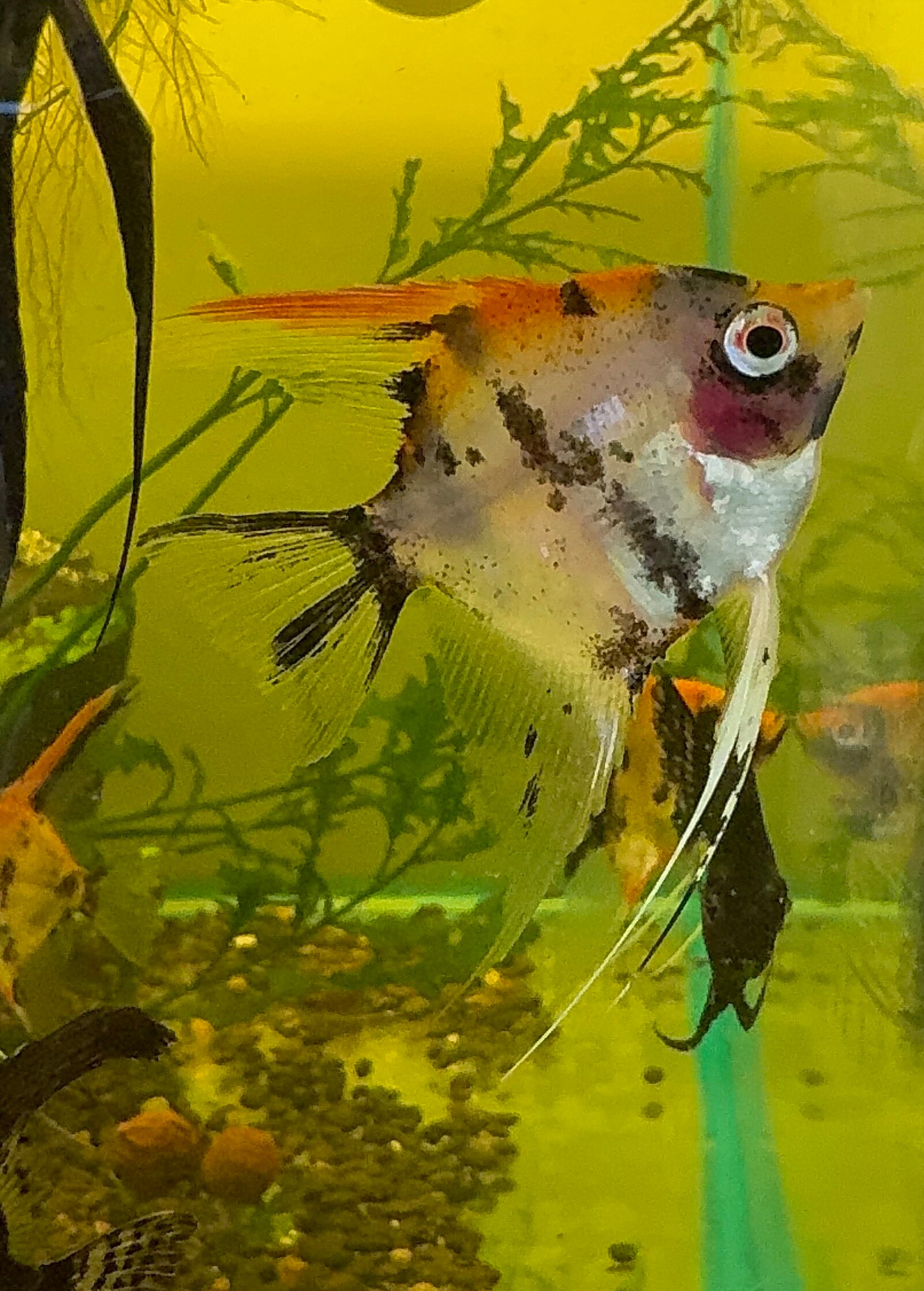 Angel Fish - German Red Devil Angel – Micro Aquatic Shop