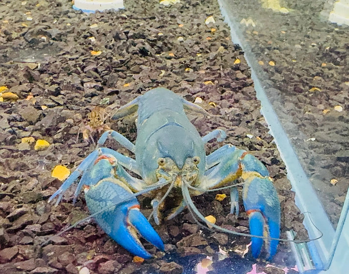Yabbie – Blue Claw Yabby / Crayfish 8-10cm - Micro Aquatic Shop