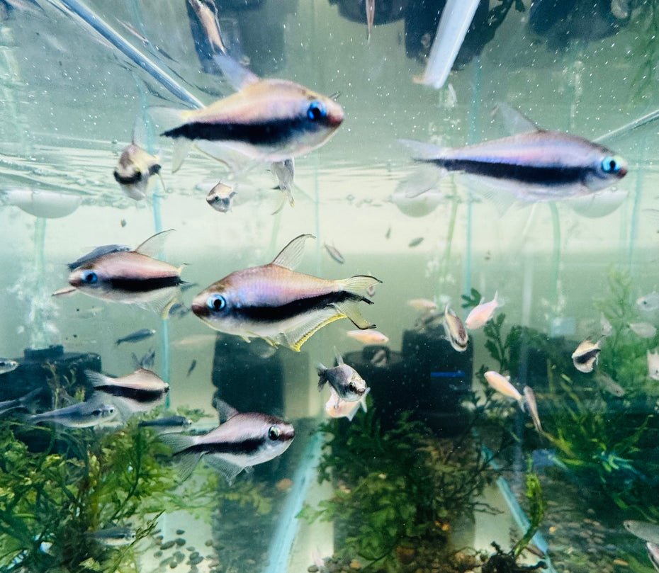 Guppy Aquarium Care Guide: Lifespan, Size and Diet – Micro Aquatic Shop