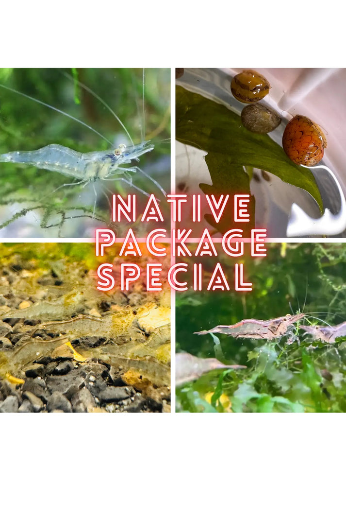 NQ Algae Eating Shrimp – Effective Algae Control for Aquariums – Micro ...