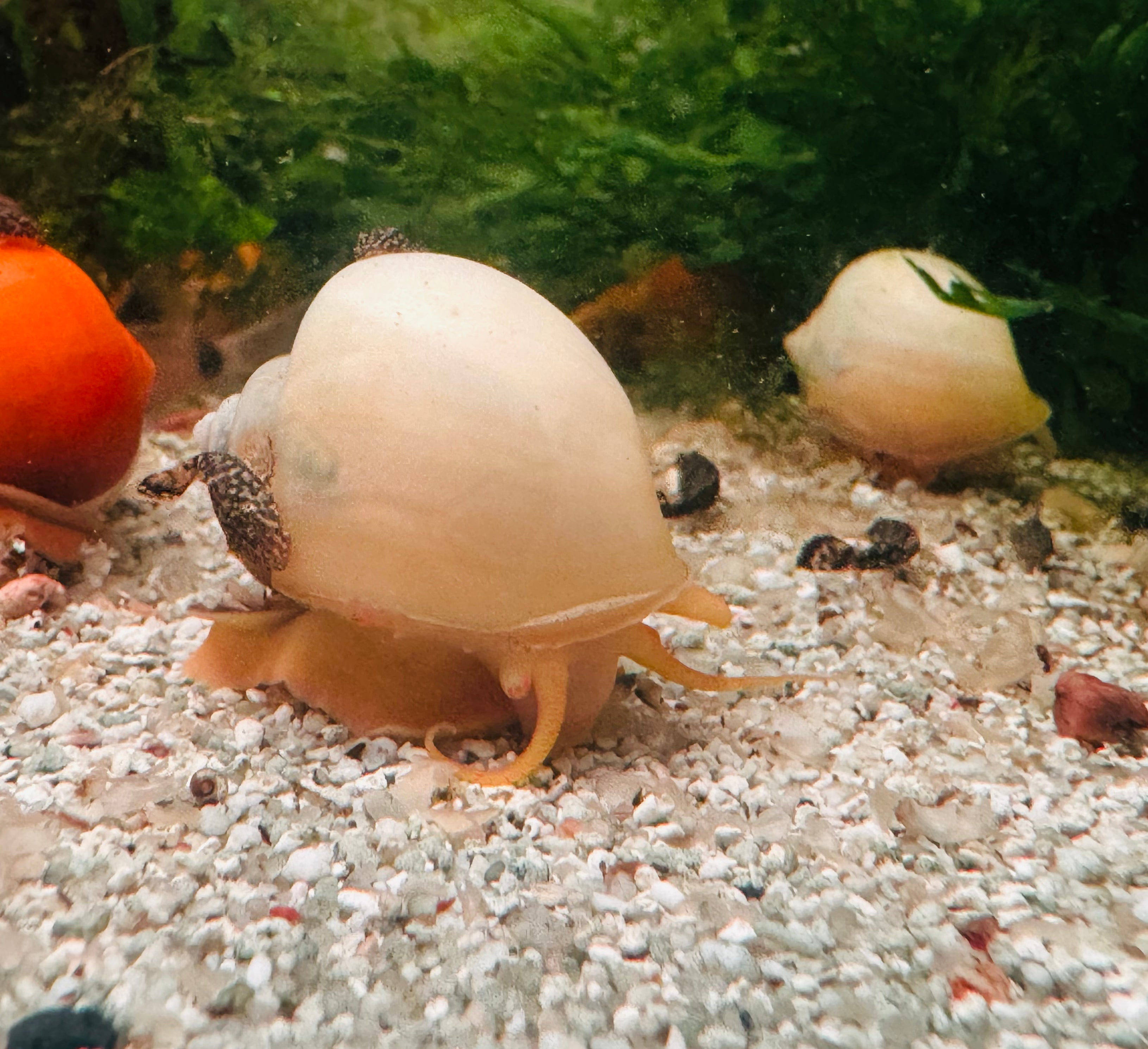 Rare Mystery Snail - Ivory Jumbo - Micro Aquatic Shop