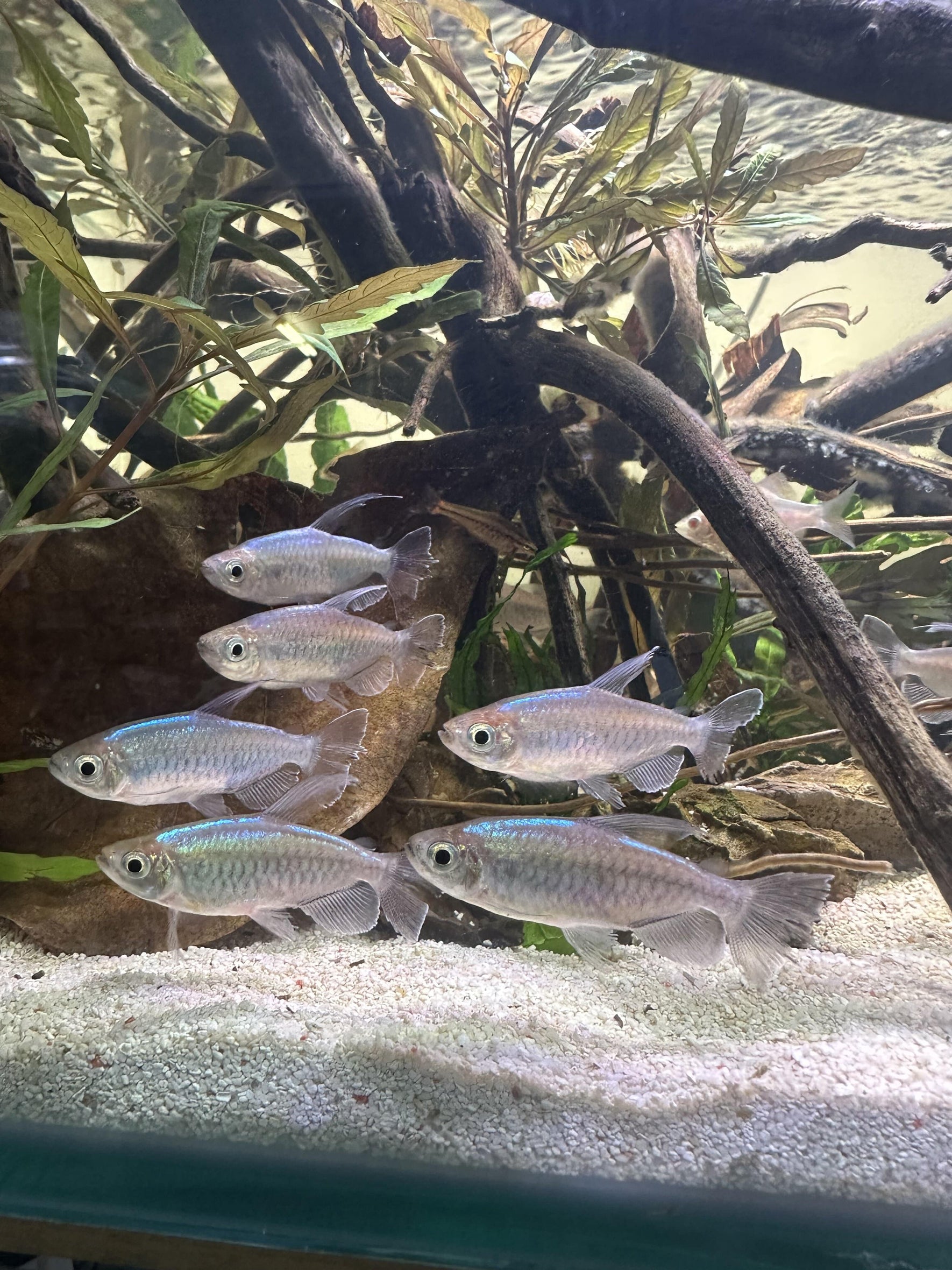 Aquatic Fish – Micro Aquatic Shop