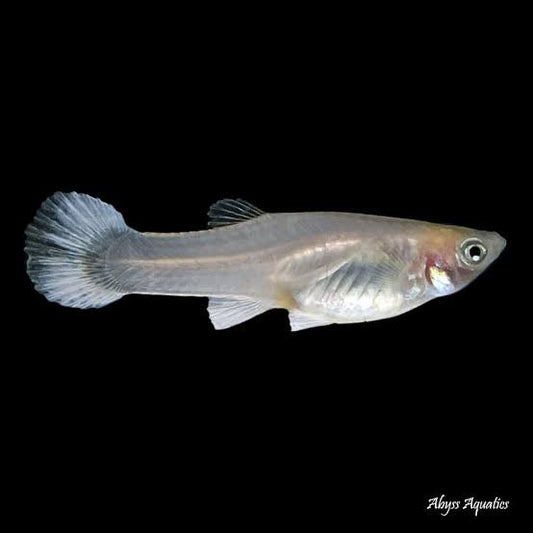 Buy Fancy & Rare Guppies | Guppy Aquarium Fish for Sale Online – Micro ...
