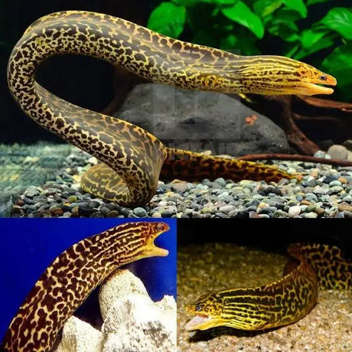 Flash Sale Fresh water - Tiger Eel 10cm – Micro Aquatic Shop