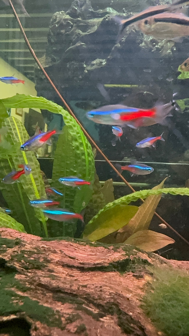 Tetra (*) – Micro Aquatic Shop