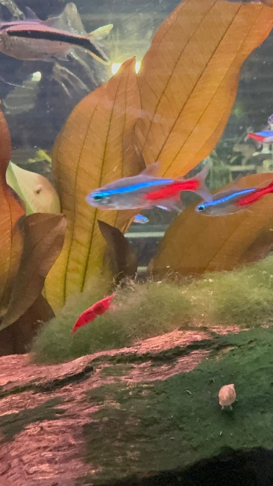 Shrimp Compatible Fish (*) – Micro Aquatic Shop