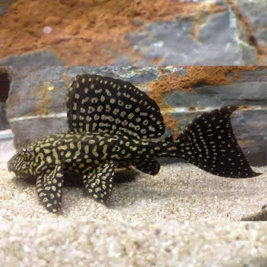 L Number Plecos – Micro Aquatic Shop