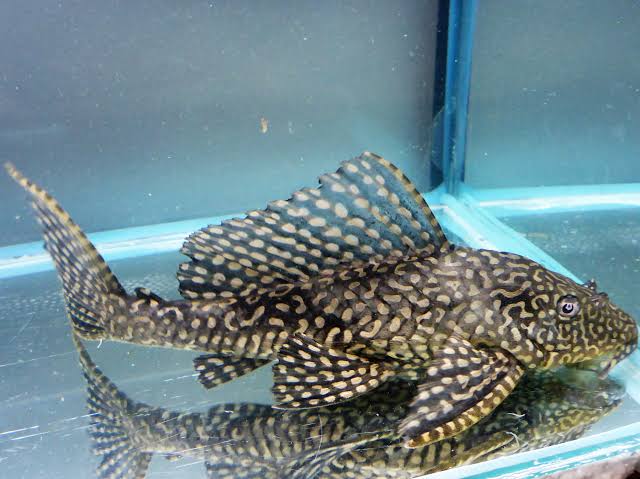 L Number Plecos – Micro Aquatic Shop